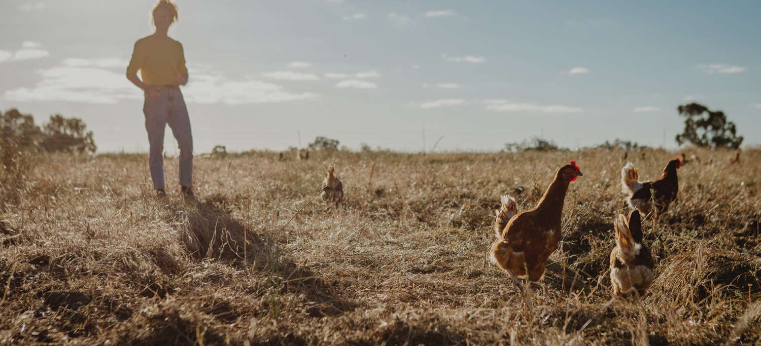 Free range pork and eggs | Albany Farm Fresh Foods