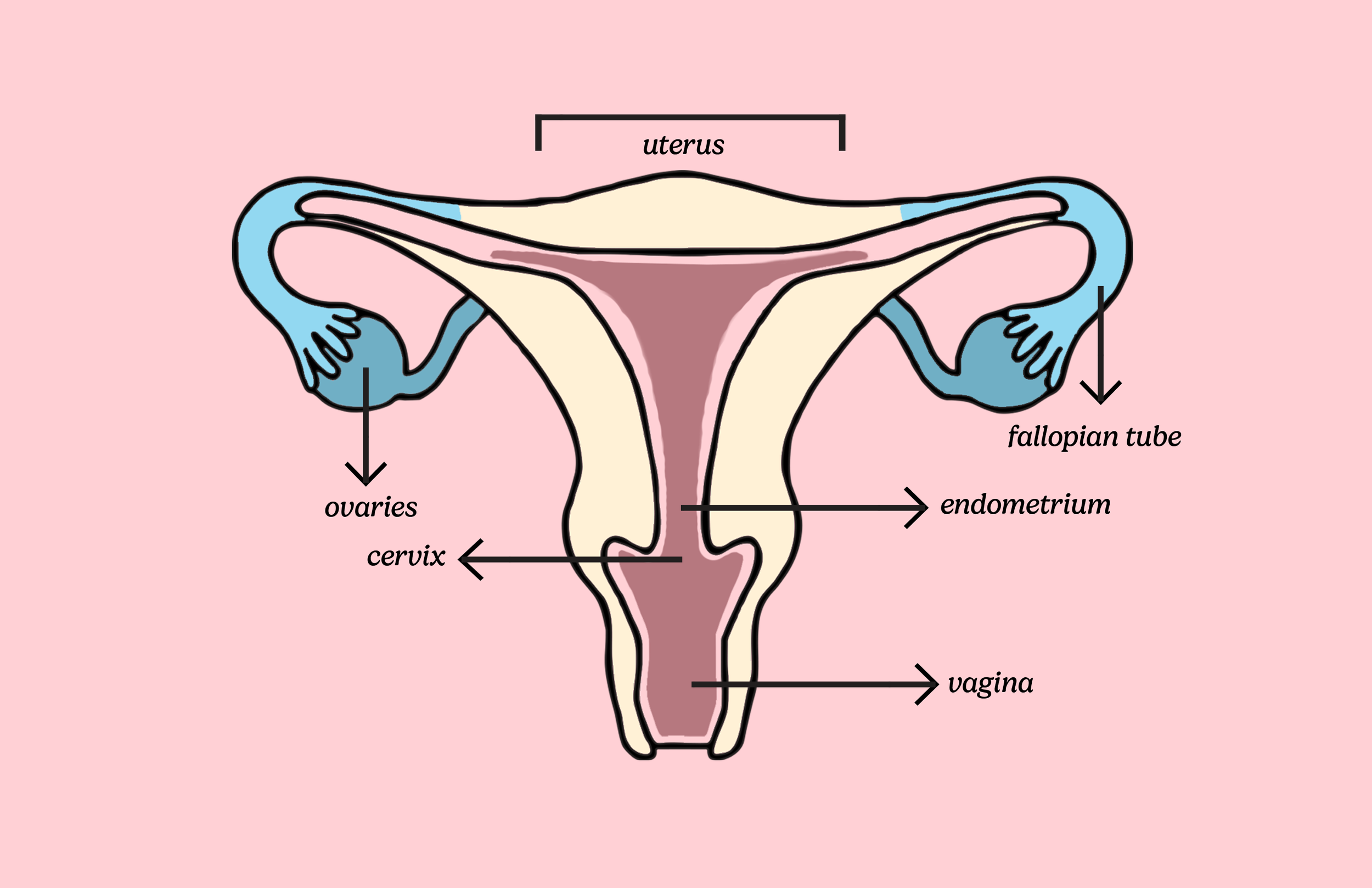 Menstrual Cycle Basics I Let's get started — Understand Your Cycle