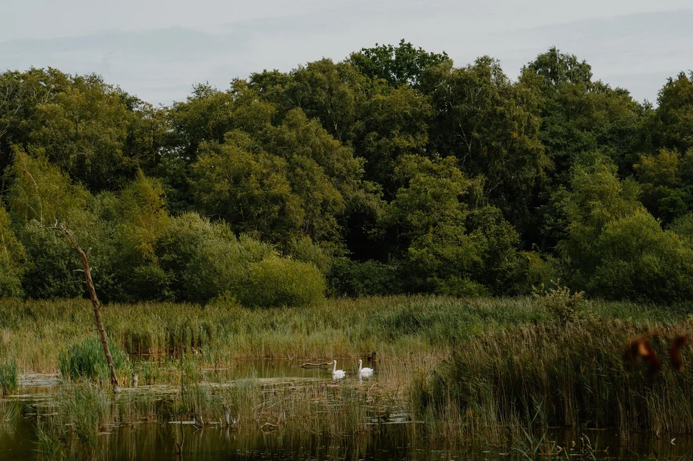 Nature Recovery Project | Norfolk | Wendling Beck