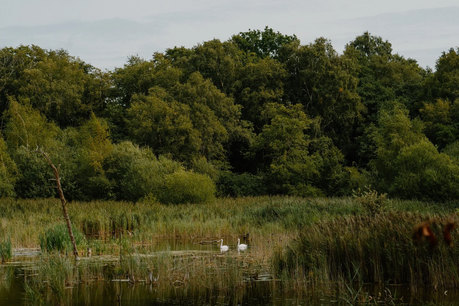 Nature Recovery Project | Norfolk | Wendling Beck