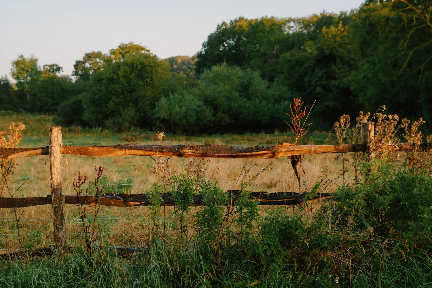 Wendling Beck | Nature Recovery Project, Norfolk