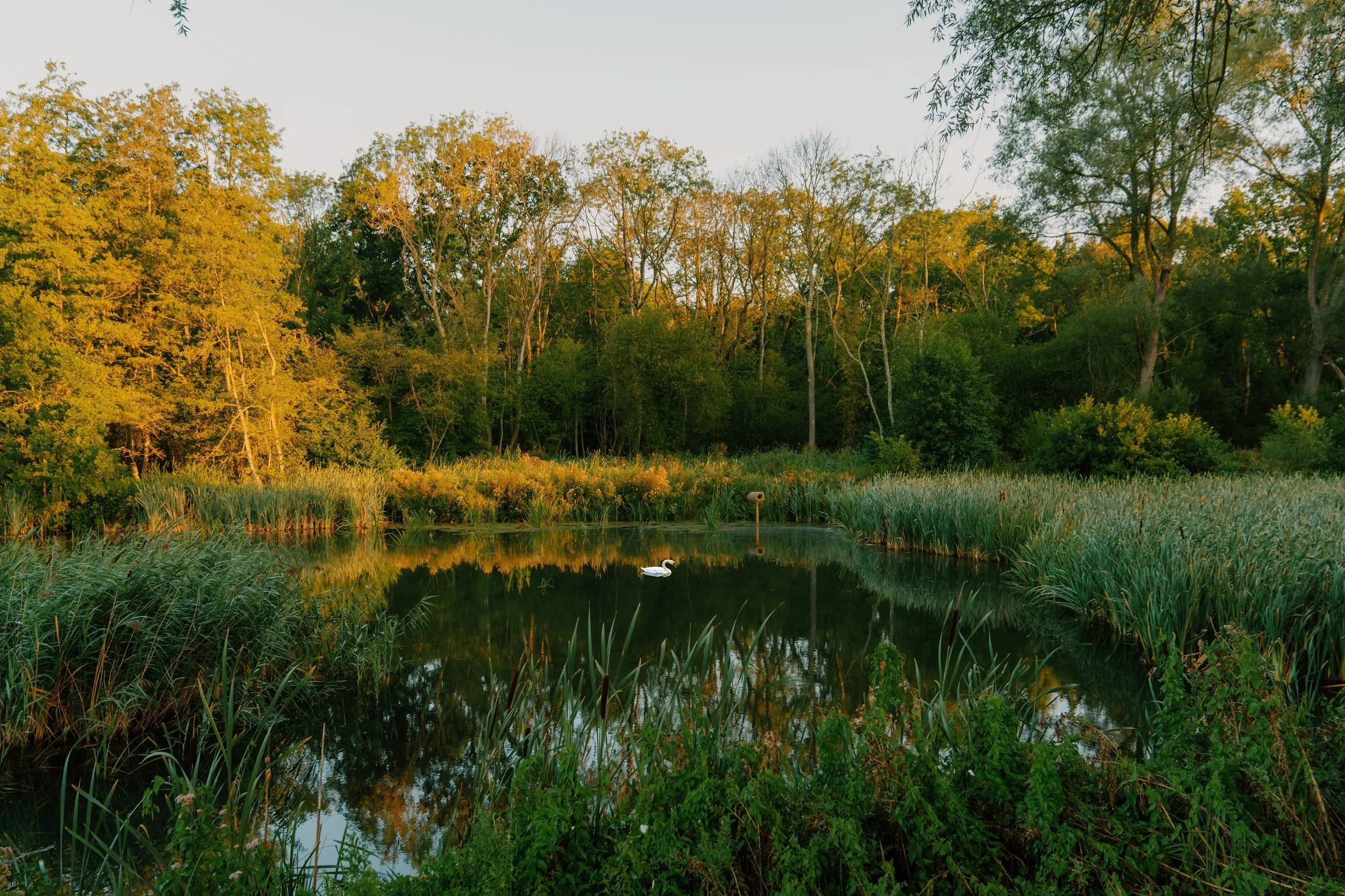 Nature Recovery Project | Our Story | Wendling Beck