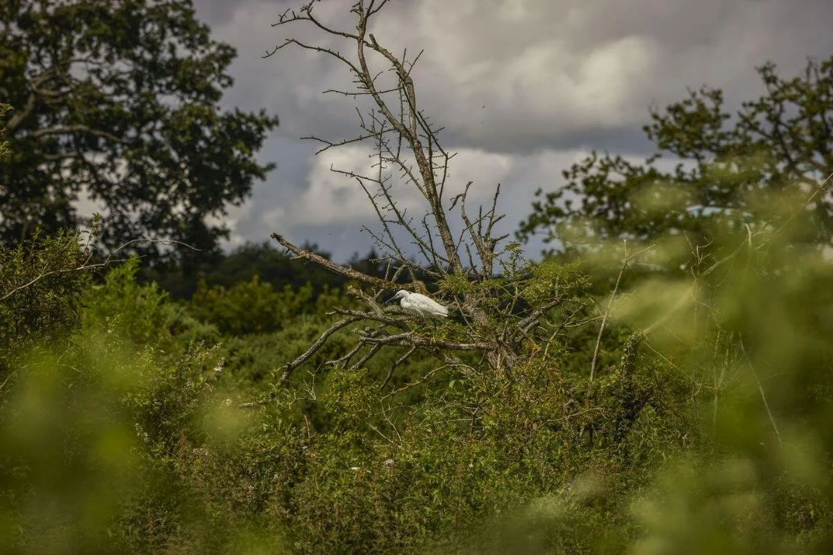 How to calculate biodiversity net gain: A guide | Wendling Beck