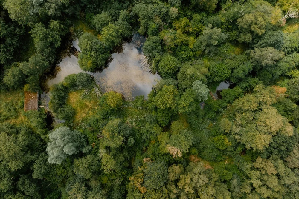 Nature Recovery Project | Norfolk | Wendling Beck