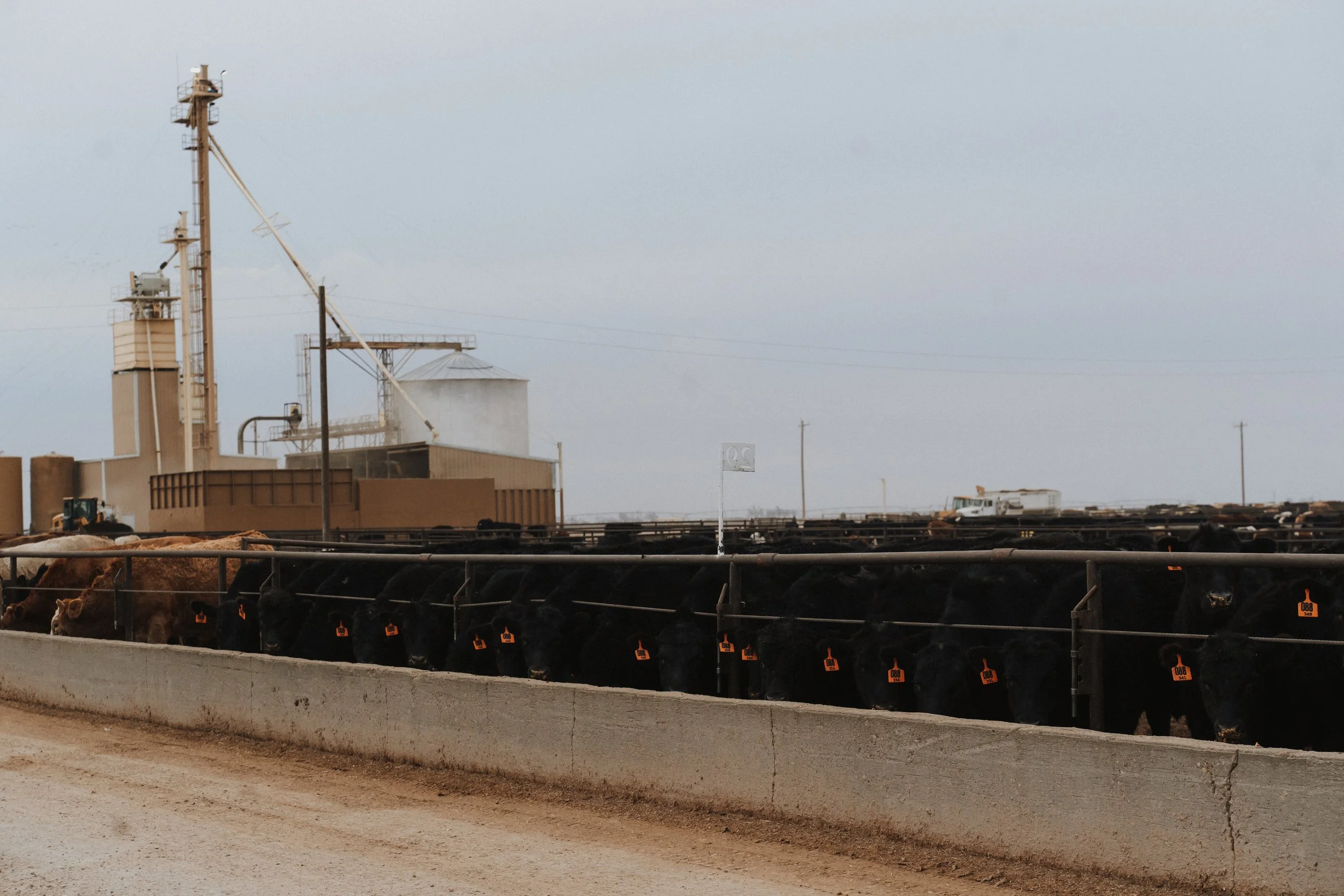 Keeling Cattle Feeders