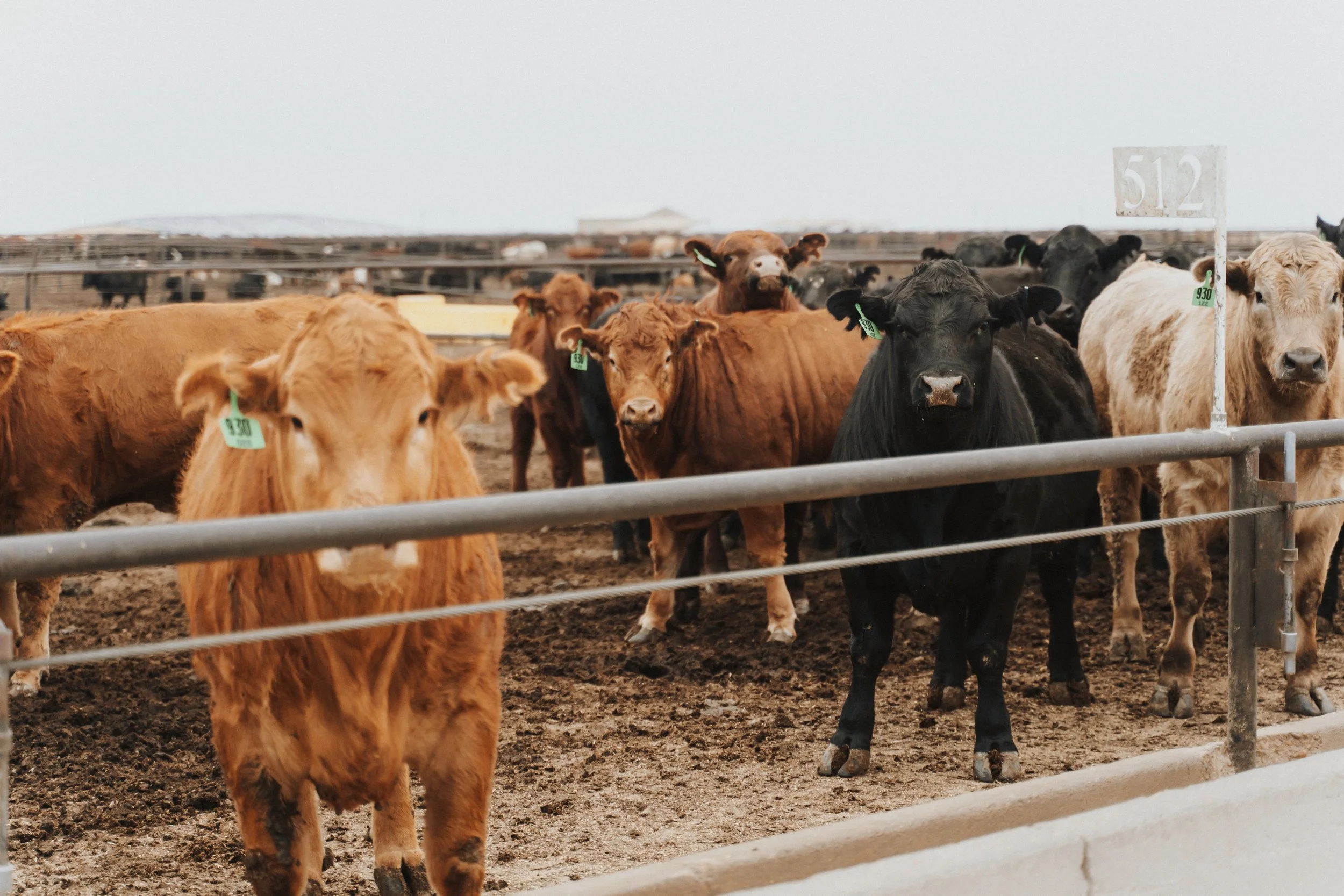 Keeling Cattle Feeders