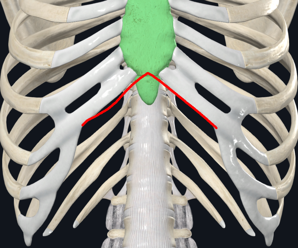 Infrasternal Angle: What it is and Why its Important — ROSA PERFORMANCE ...