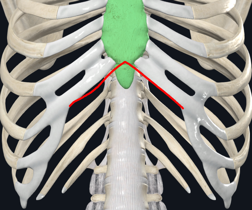 Infrasternal Angle: What it is and Why its Important — ROSA PERFORMANCE ...