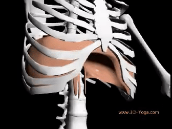 Breathing Exercises: Their Utility and Why People Should Include Them ...