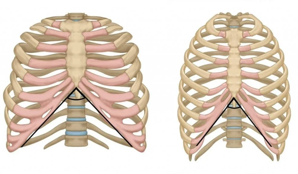 Infrasternal Angle: What it is and Why its Important — ROSA PERFORMANCE ...