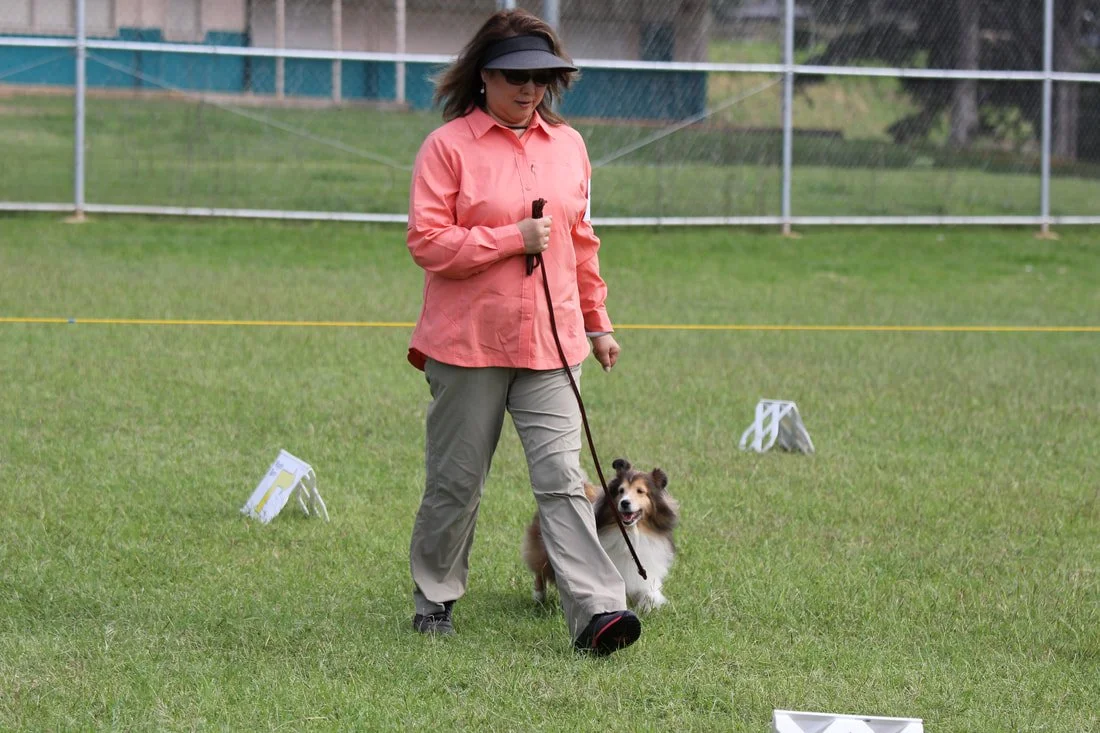 Dog Training Classes — Scot's K9 Dog Training Hawaii