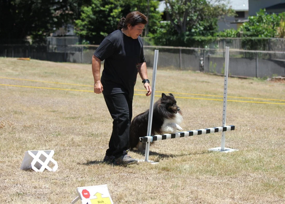 Dog Training Classes — Scot's K9 Dog Training Hawaii