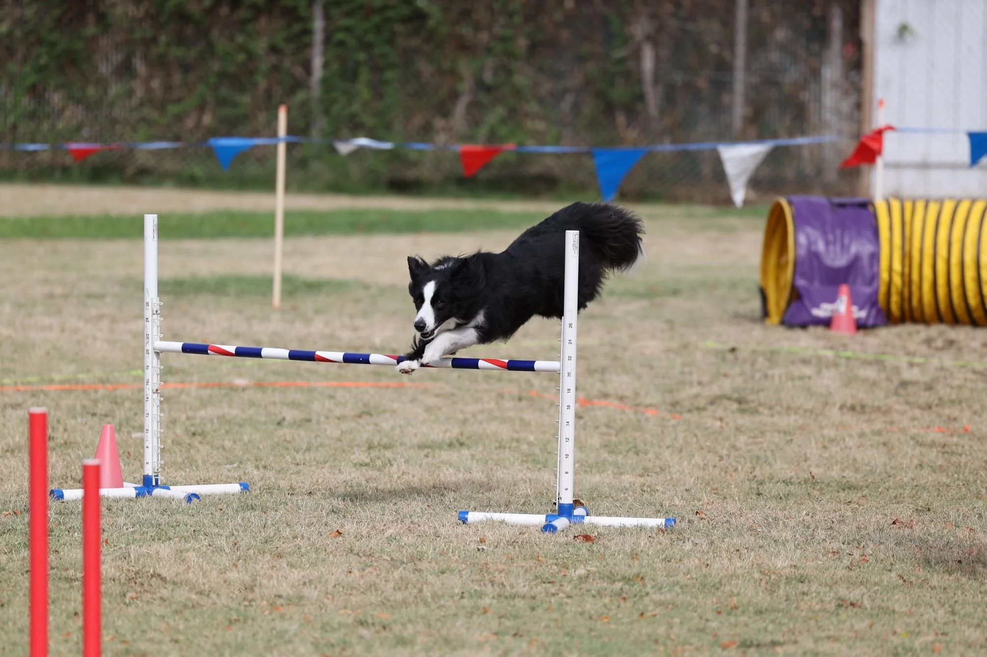 Our Dog Training Team — Scot's K9 Dog Training Hawaii
