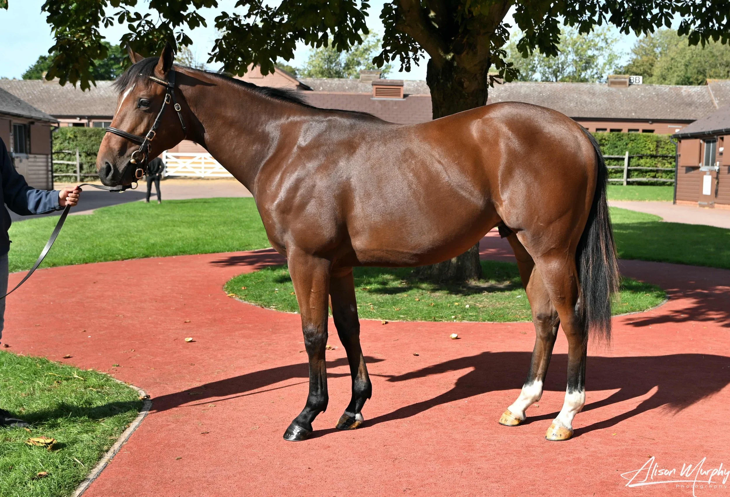 Ownership — HORTON RACING