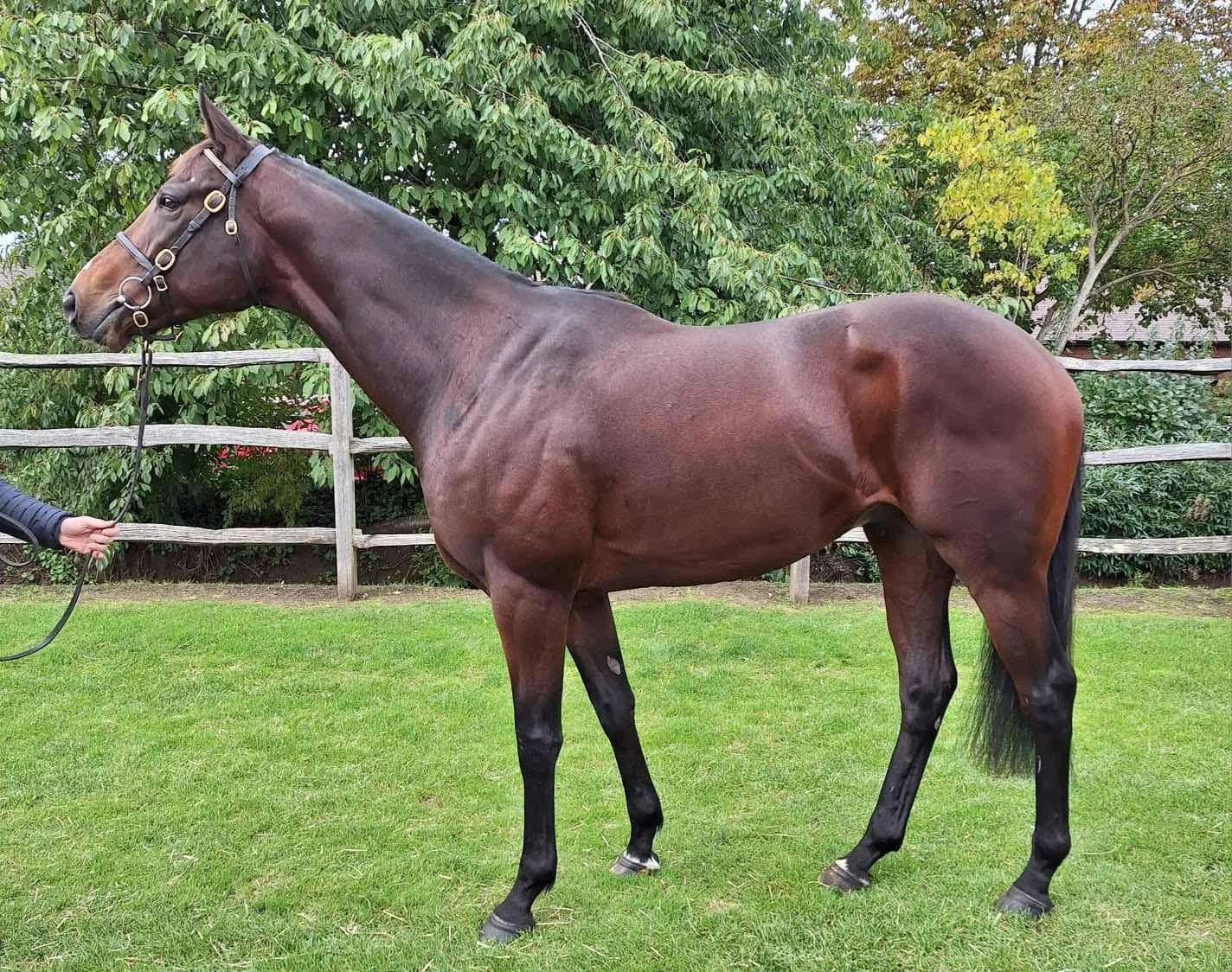 Ownership — HORTON RACING