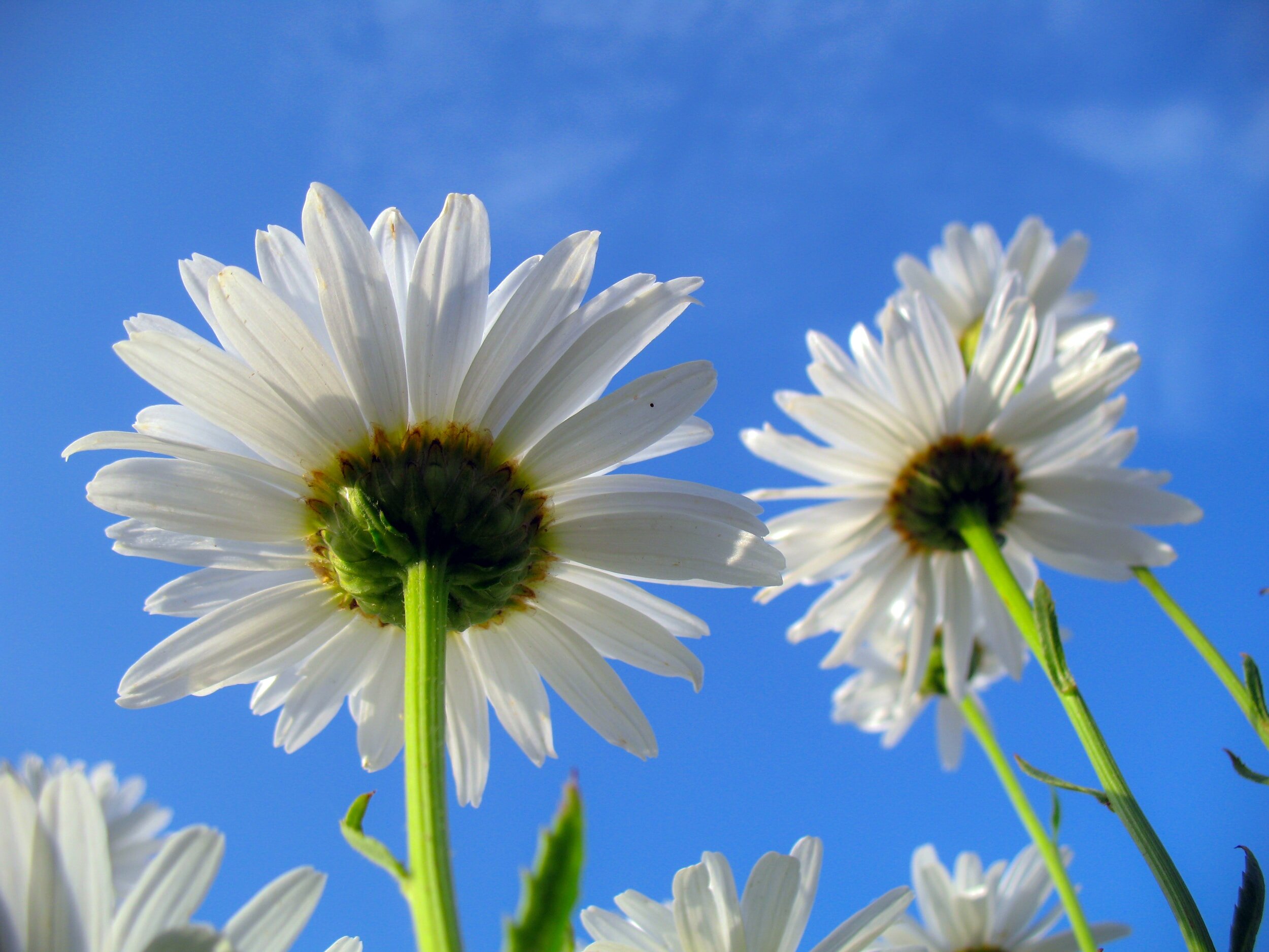 Daisies in Clover