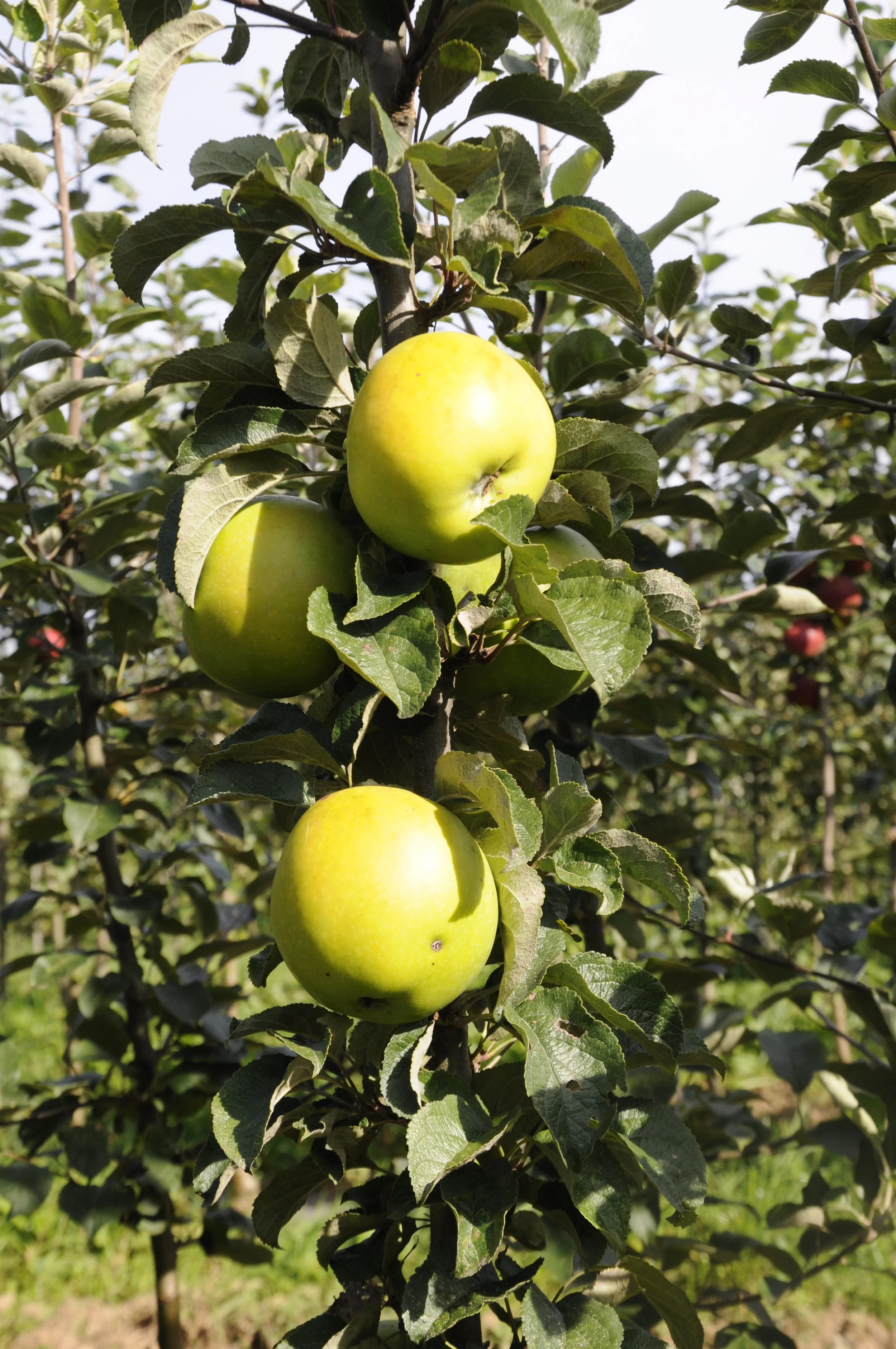 Pépinière Fruitière de l'Artois