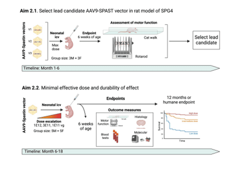 Gene Therapy Project for SPG4 — The Lilly and Blair Foundation