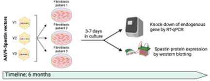 Gene Therapy Project for SPG4 — The Lilly and Blair Foundation