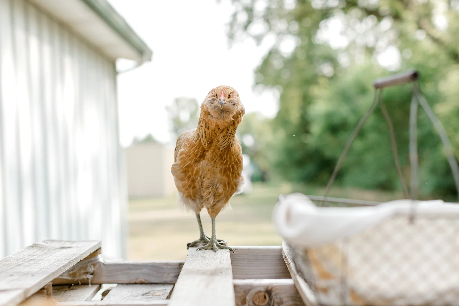 About | Family Owned & Operated — Erickson Farms