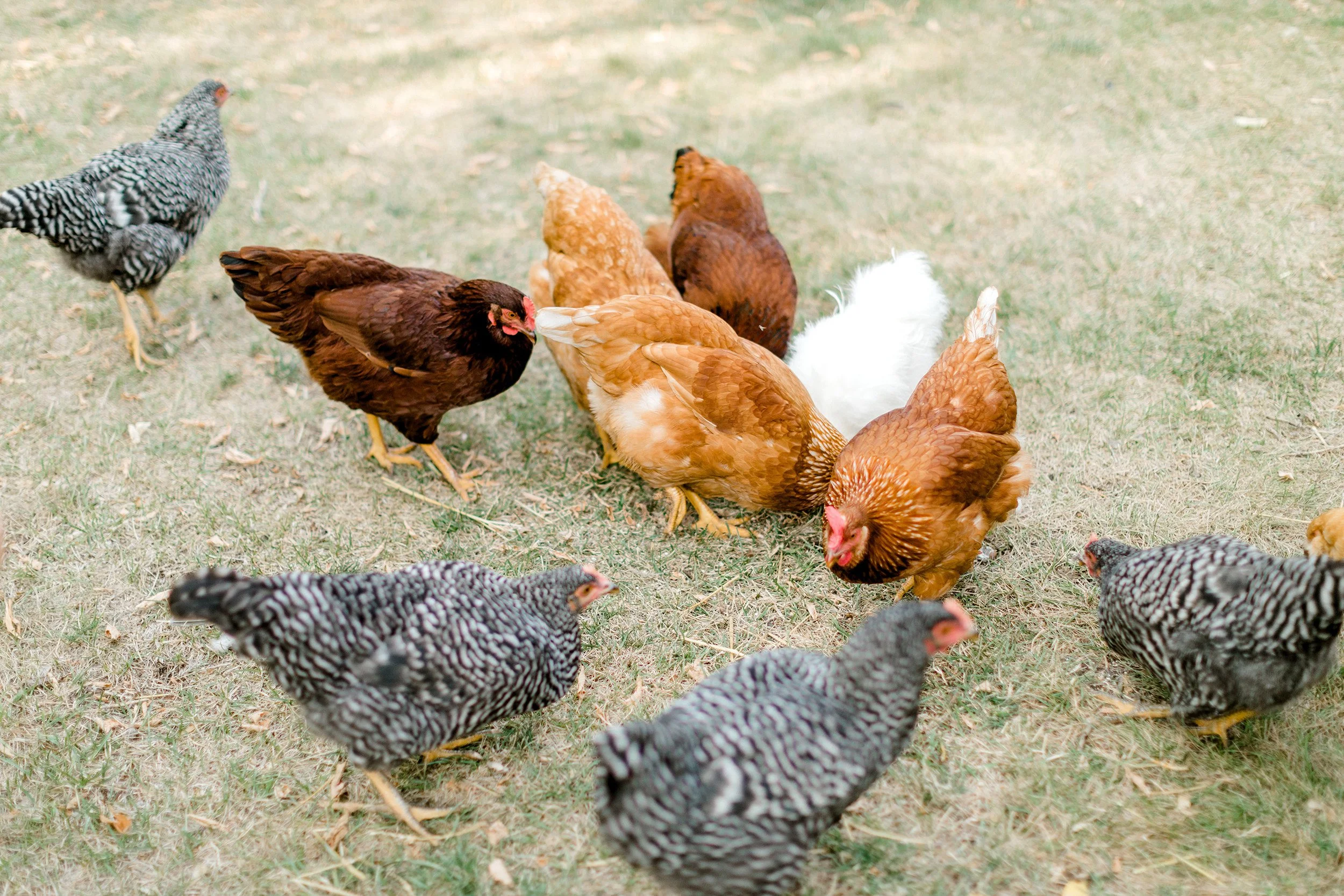 About | Family Owned & Operated — Erickson Farms