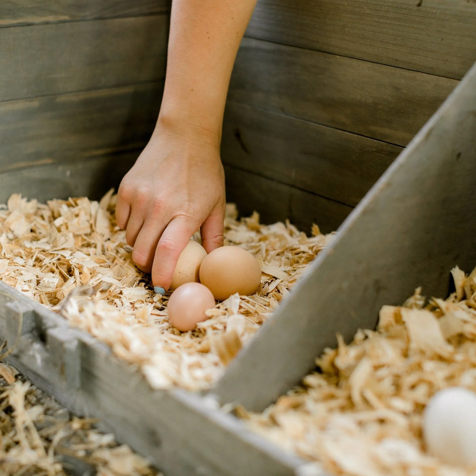 Erickson Farms | A2A2 Raw Milk | Chicken Eggs | Microgreens | Kombucha ...