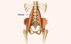 The Psoas–Nervous System Connection: Why Hip Tension Might Be Keeping ...