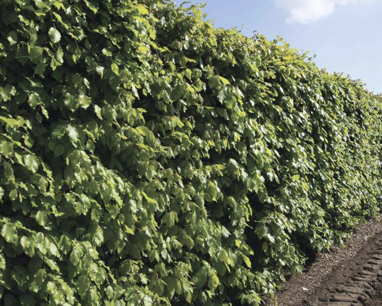 Instant Hedge — Palmer Nurseries