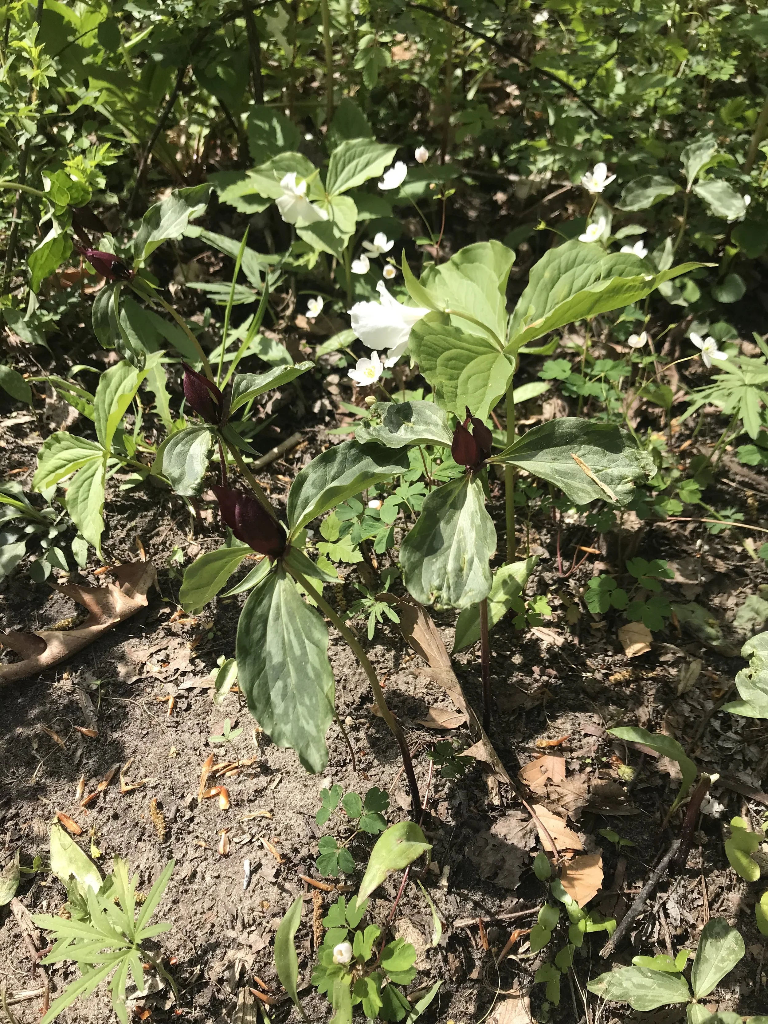 Prairie Trillium (Trillium recurvatum) — Wild Ginger Woodlands