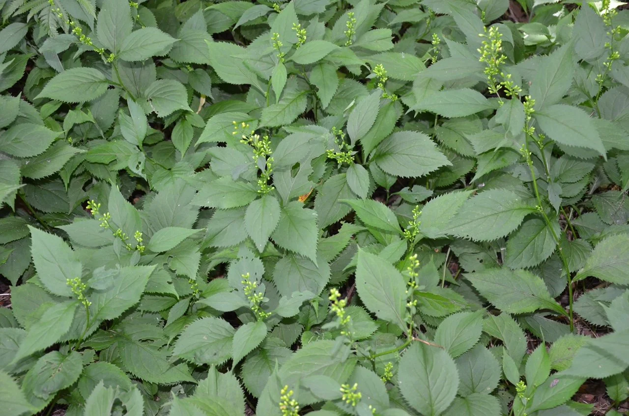 Dutchman's Breeches (Dicentra cucullaria) — Wild Ginger Woodlands