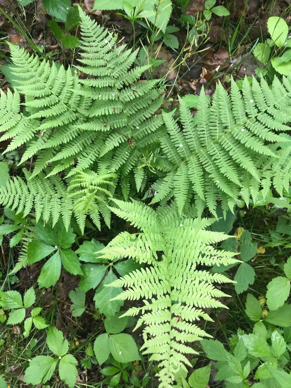 Goldie's Wood Fern (Dryopteris goldiana) — Wild Ginger Woodlands