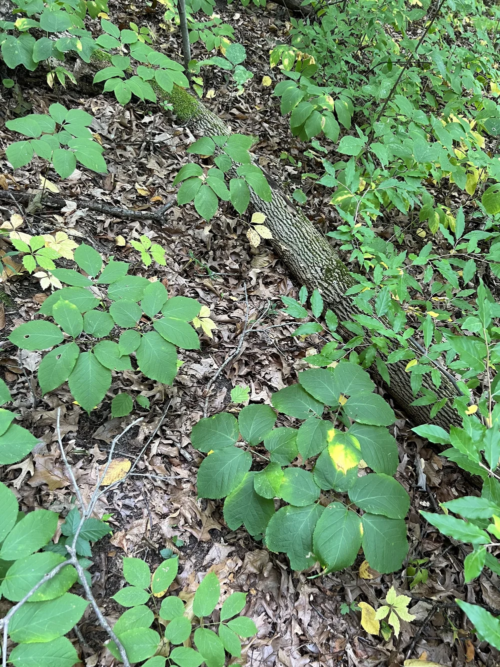 Wild Ginger Woodlands Shop — Wild Ginger Woodlands