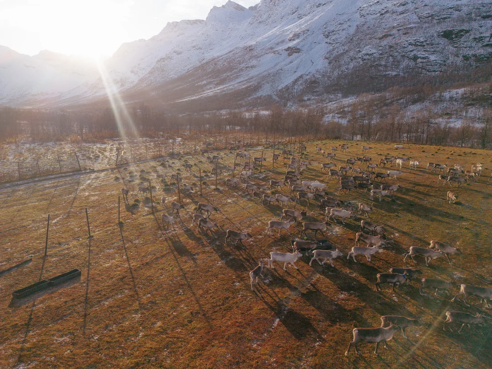 Gallery — unit x reindeer camp