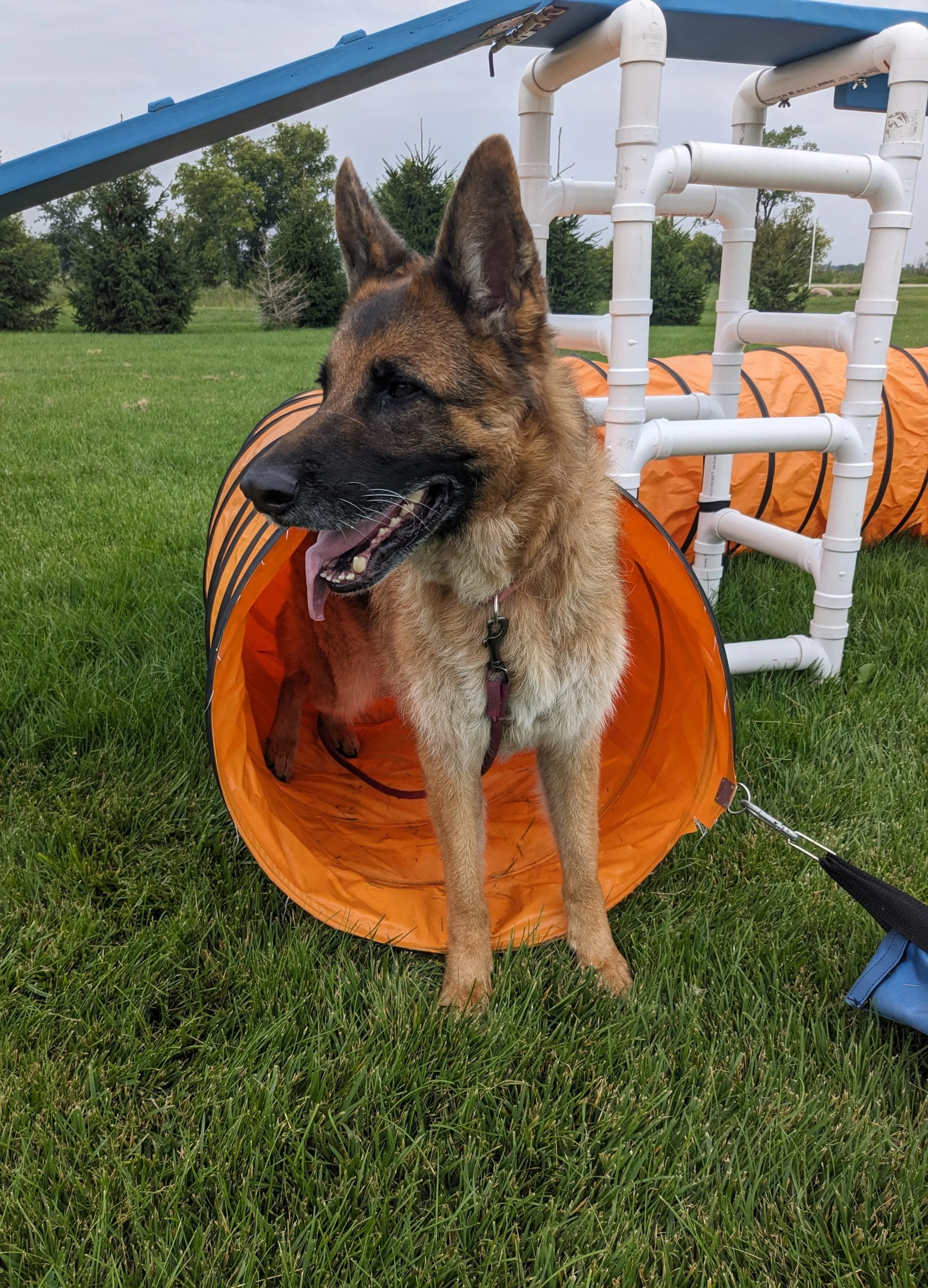 4 Paw Angels - Findlay