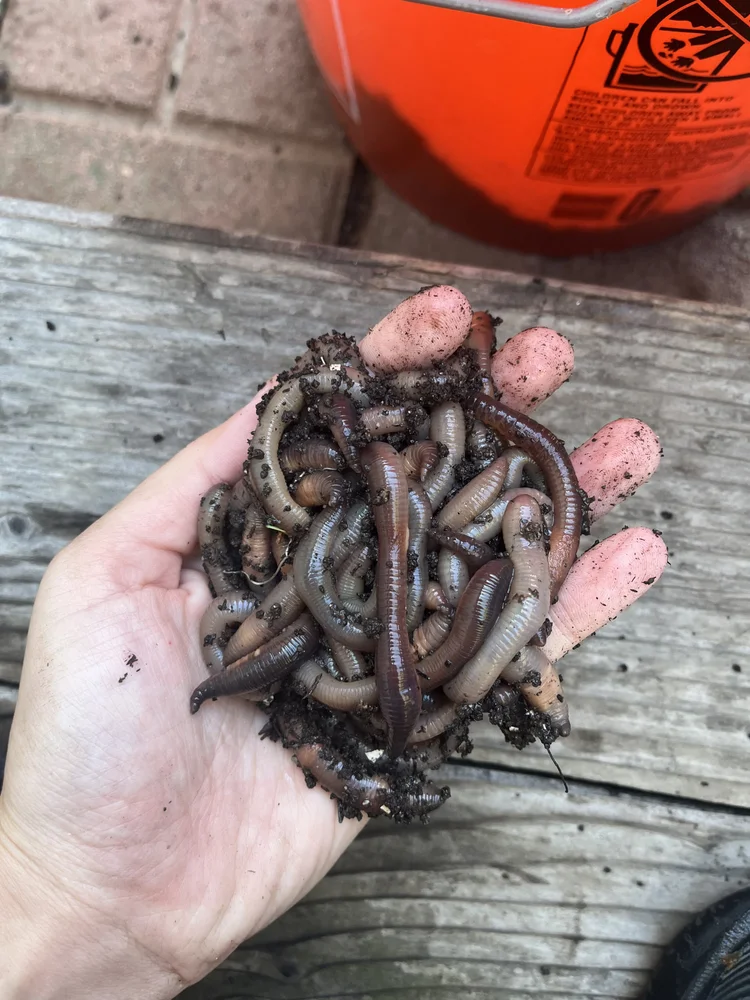 Care Guide - Red Wigglers (Earthworms) — The Bug Gals