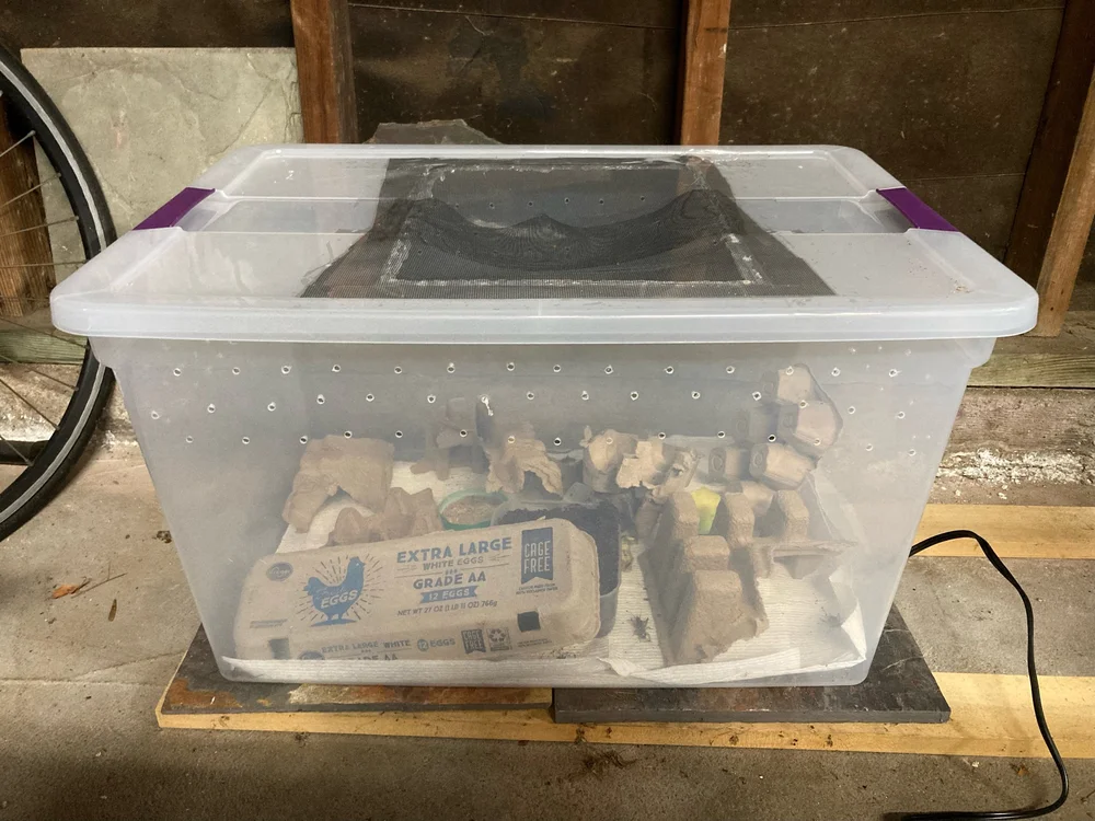 DIY - Cricket Tubs — The Bug Gals