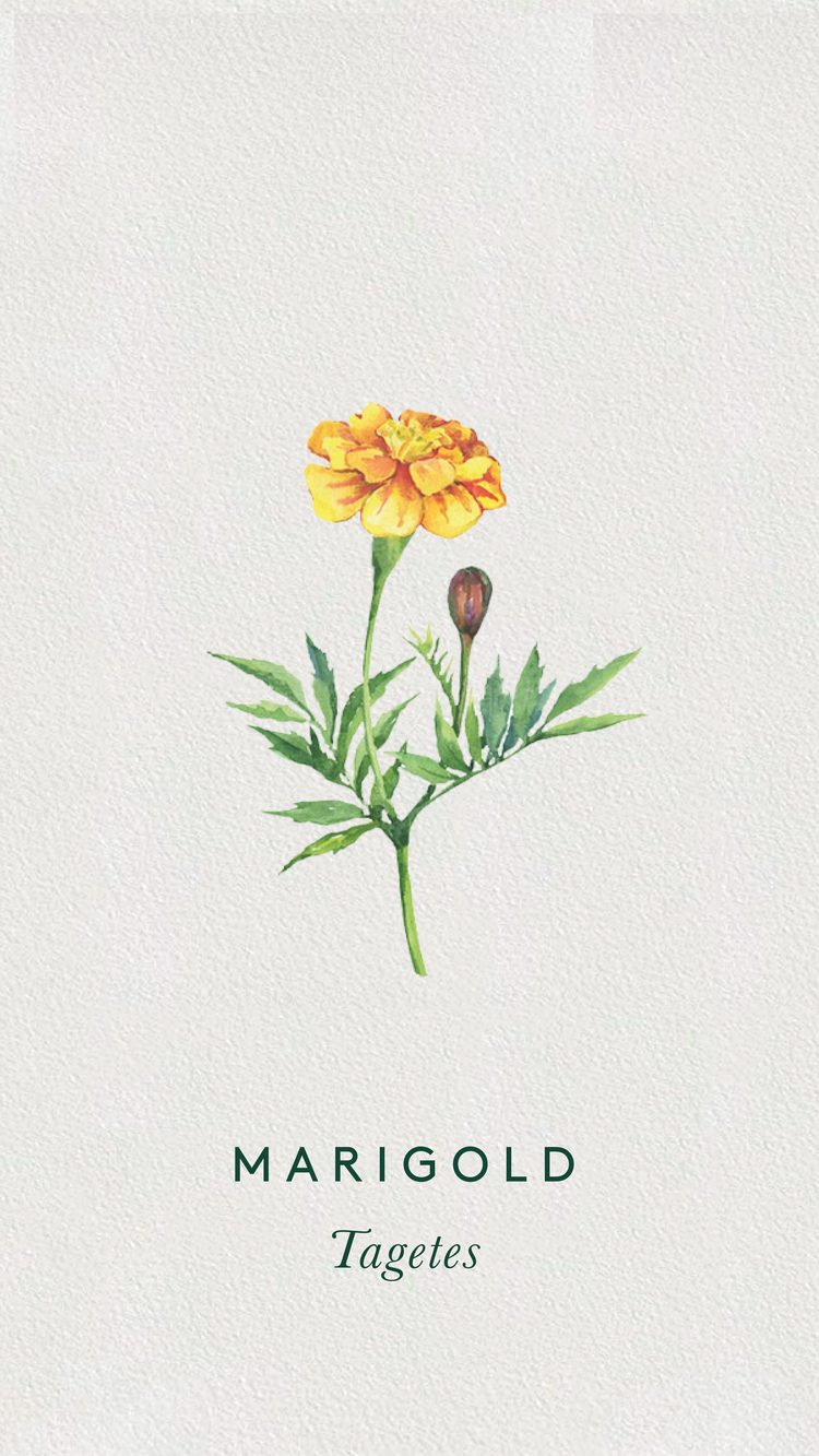 Seedlip | Pollinators — Jess Haines-Henderson | Brand Designer