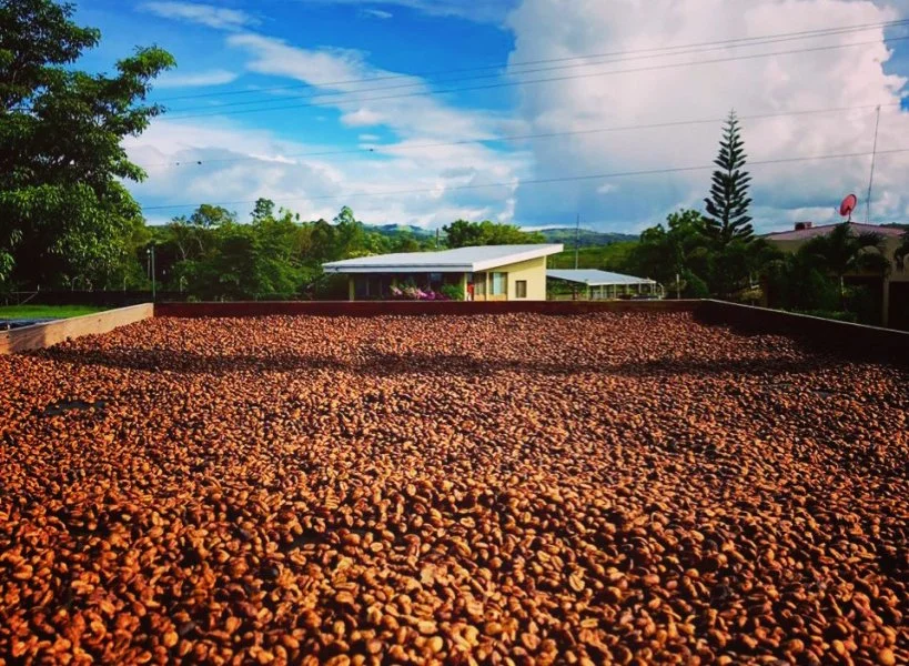 Talisman Coffee Company — Texas Farmers Market