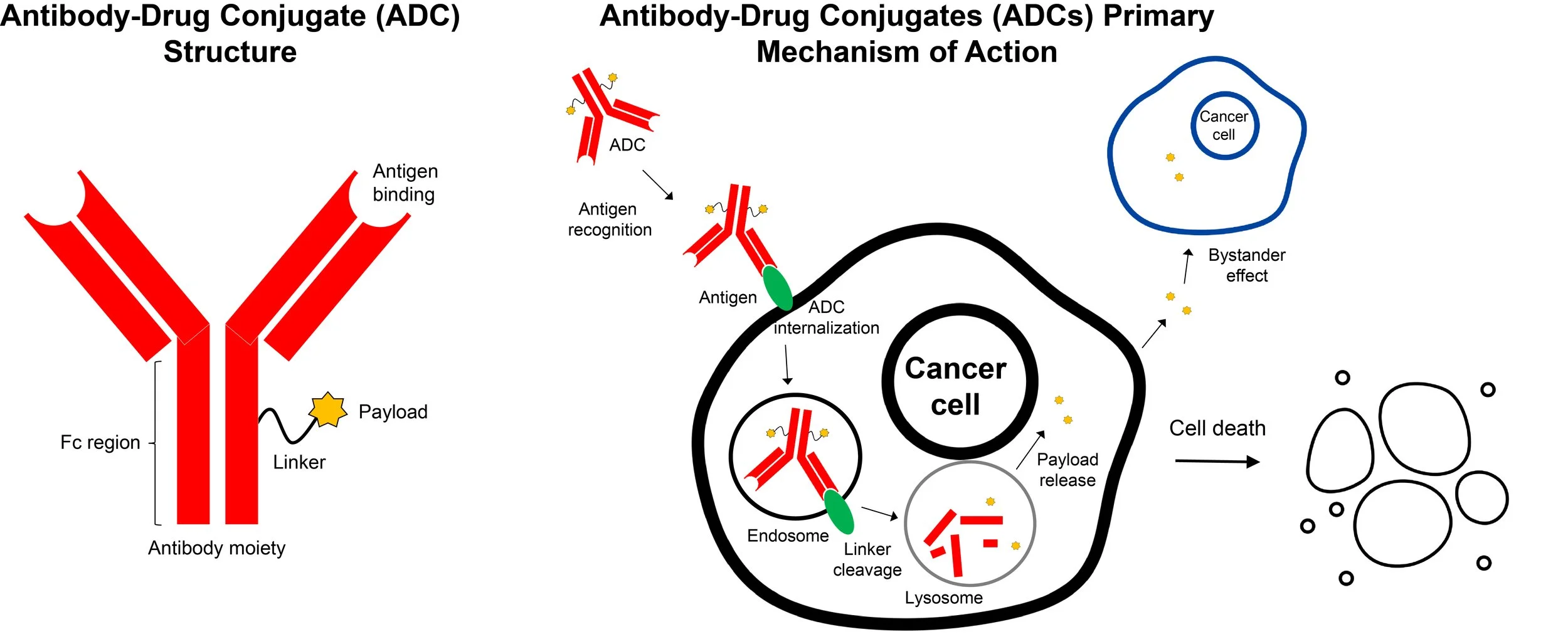 Antibody-Drug Conjugates (ADCs): an Advanced Therapeutic Modality in ...