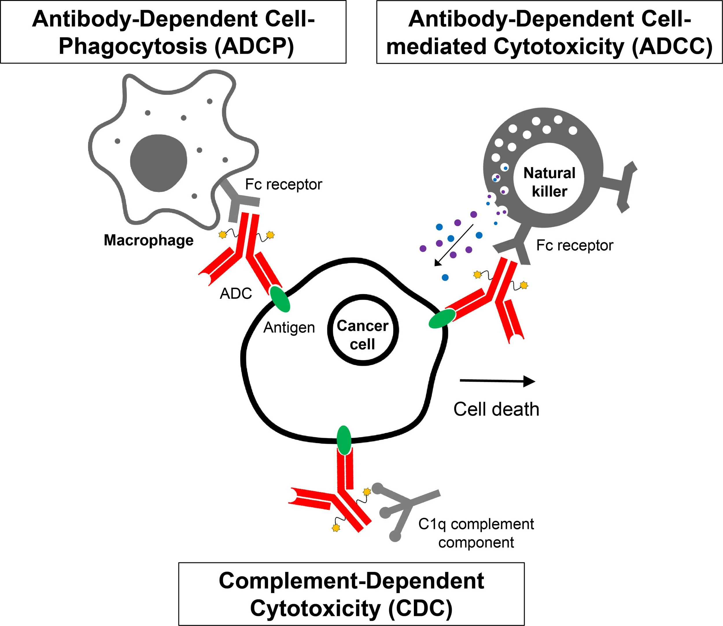 Antibody-Drug Conjugates (ADCs): an Advanced Therapeutic Modality in ...