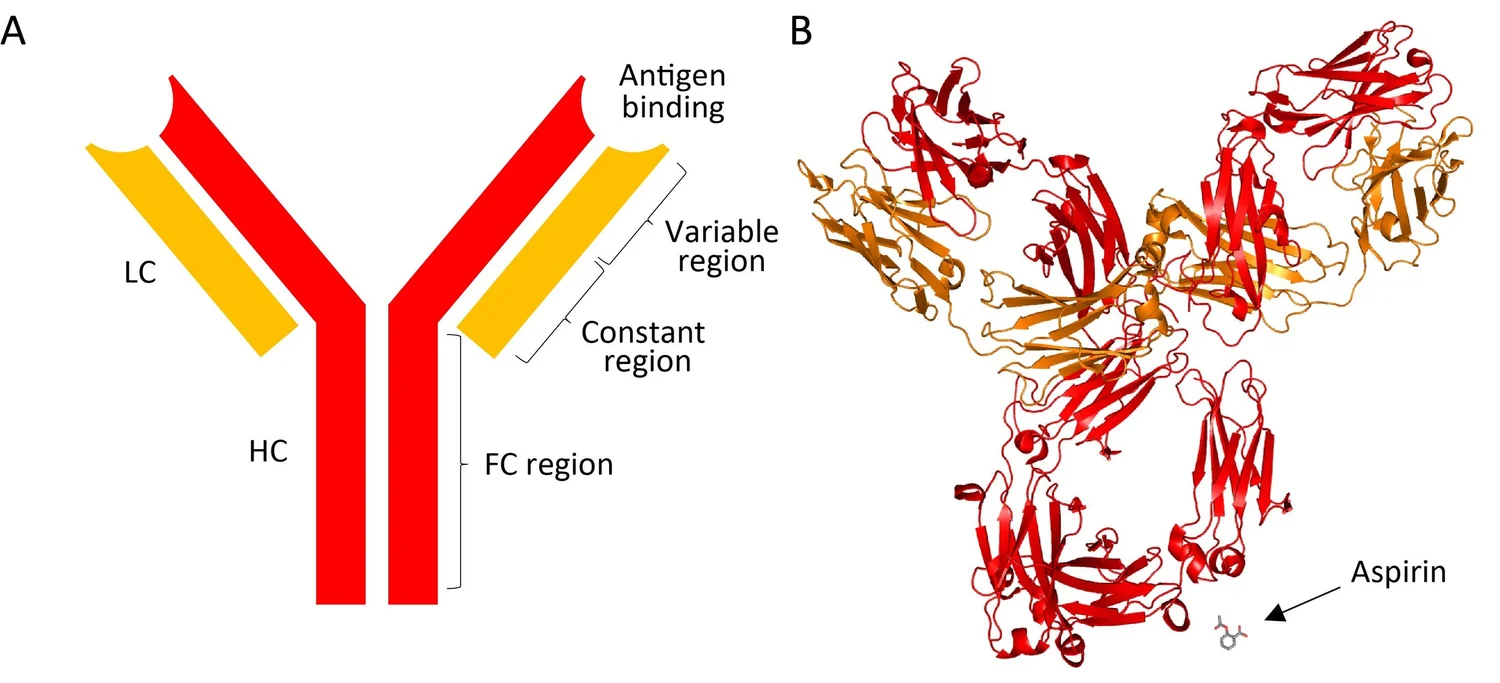 Monoclonal Antibodies: Established Drug Modality in Cancer Treatment ...