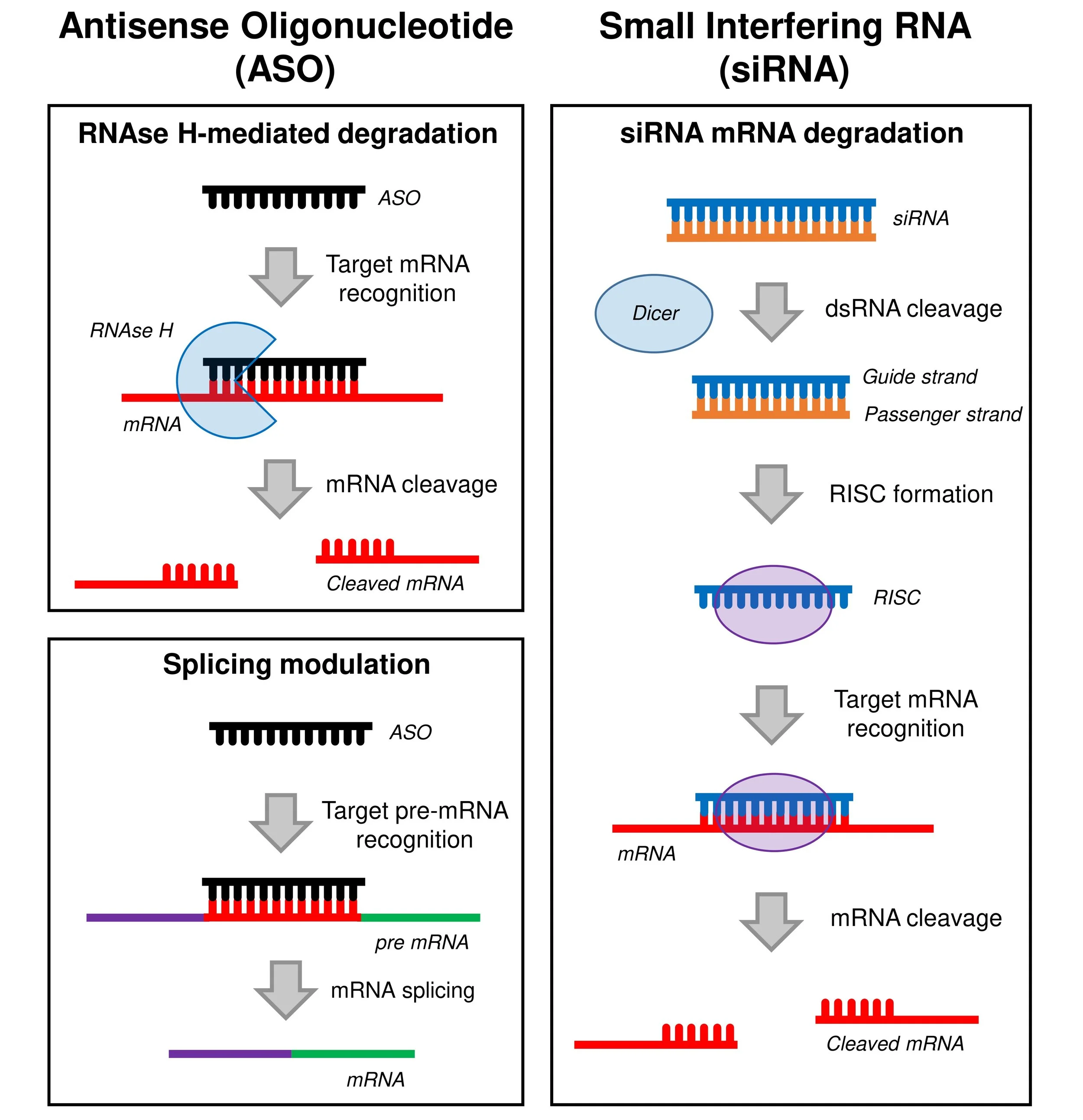 Exploring antisense oligonucleotides and small interfering RNAs ...