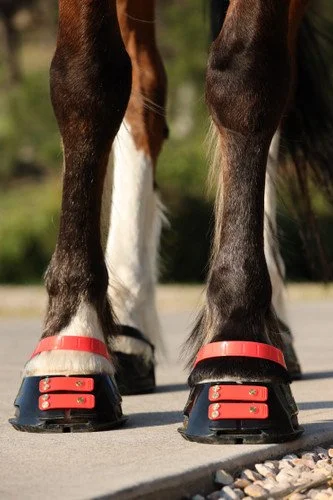 Explora Magic — The Hoof Boot Shop