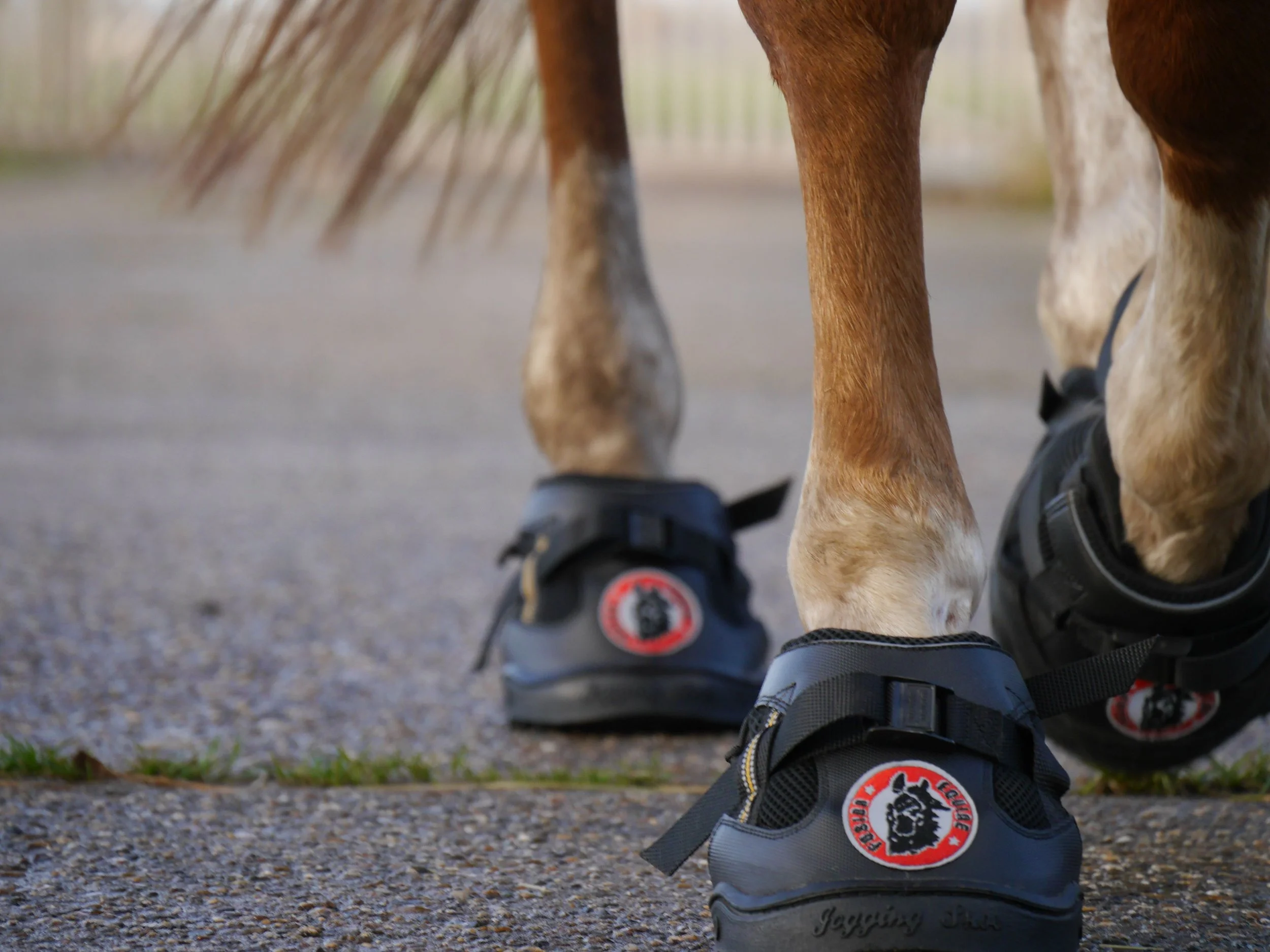 Brand Focus • Equine Fusion — The Hoof Boot Shop
