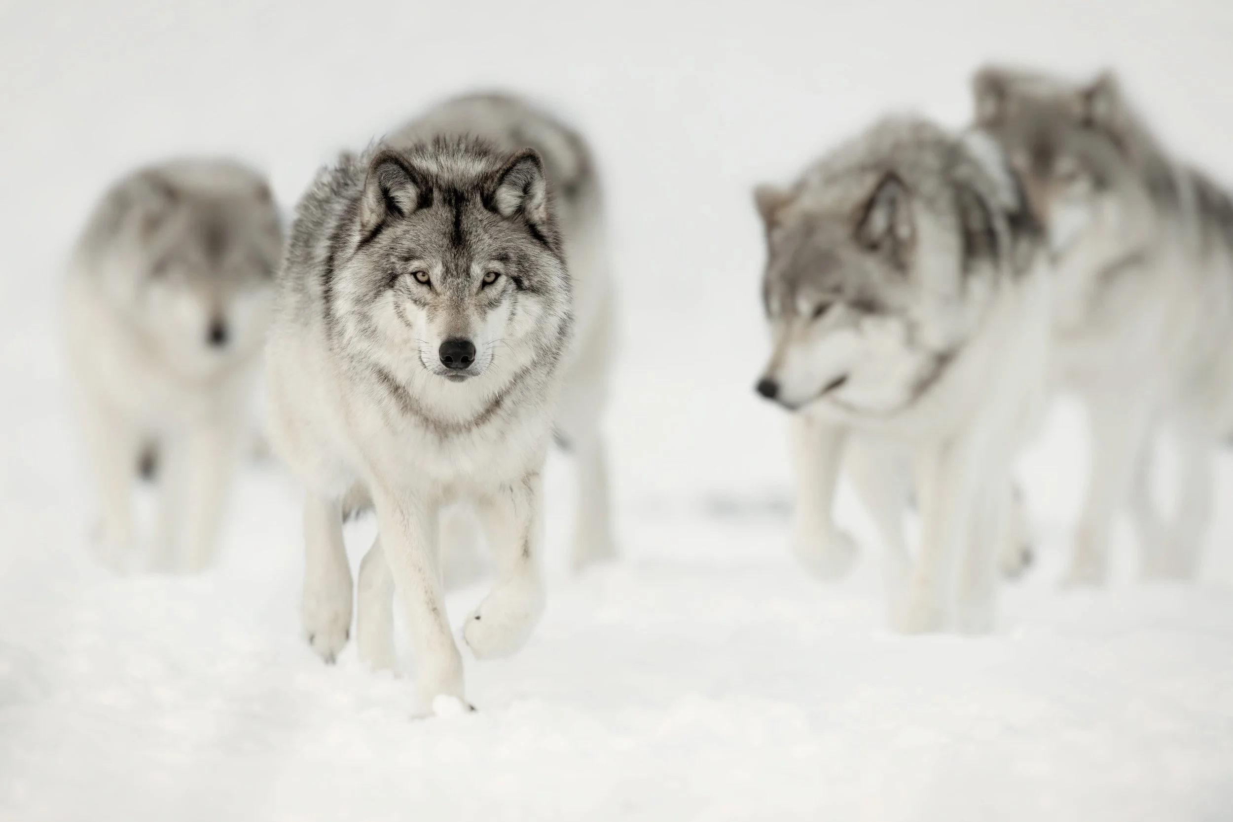 Why Trust Wolf? — Wolf Orthopedic Development