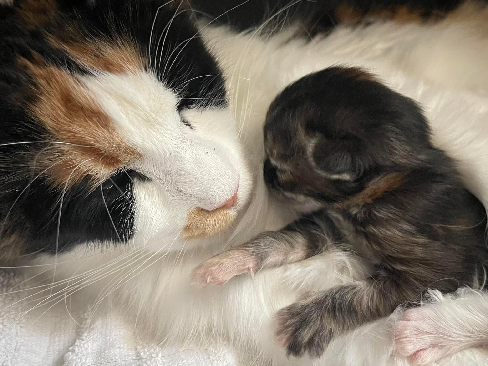 High Country Maine Coons