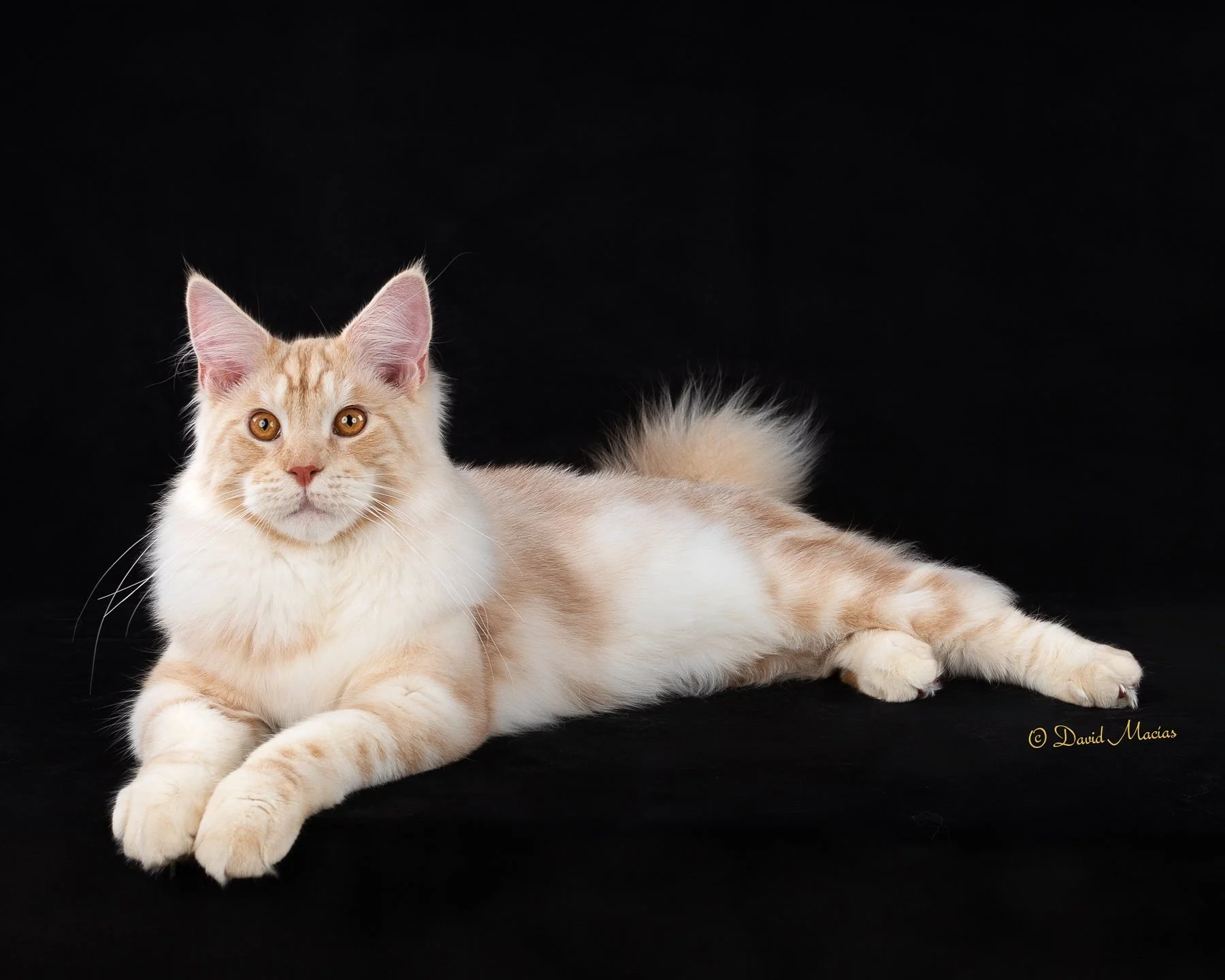 High Country Maine Coons