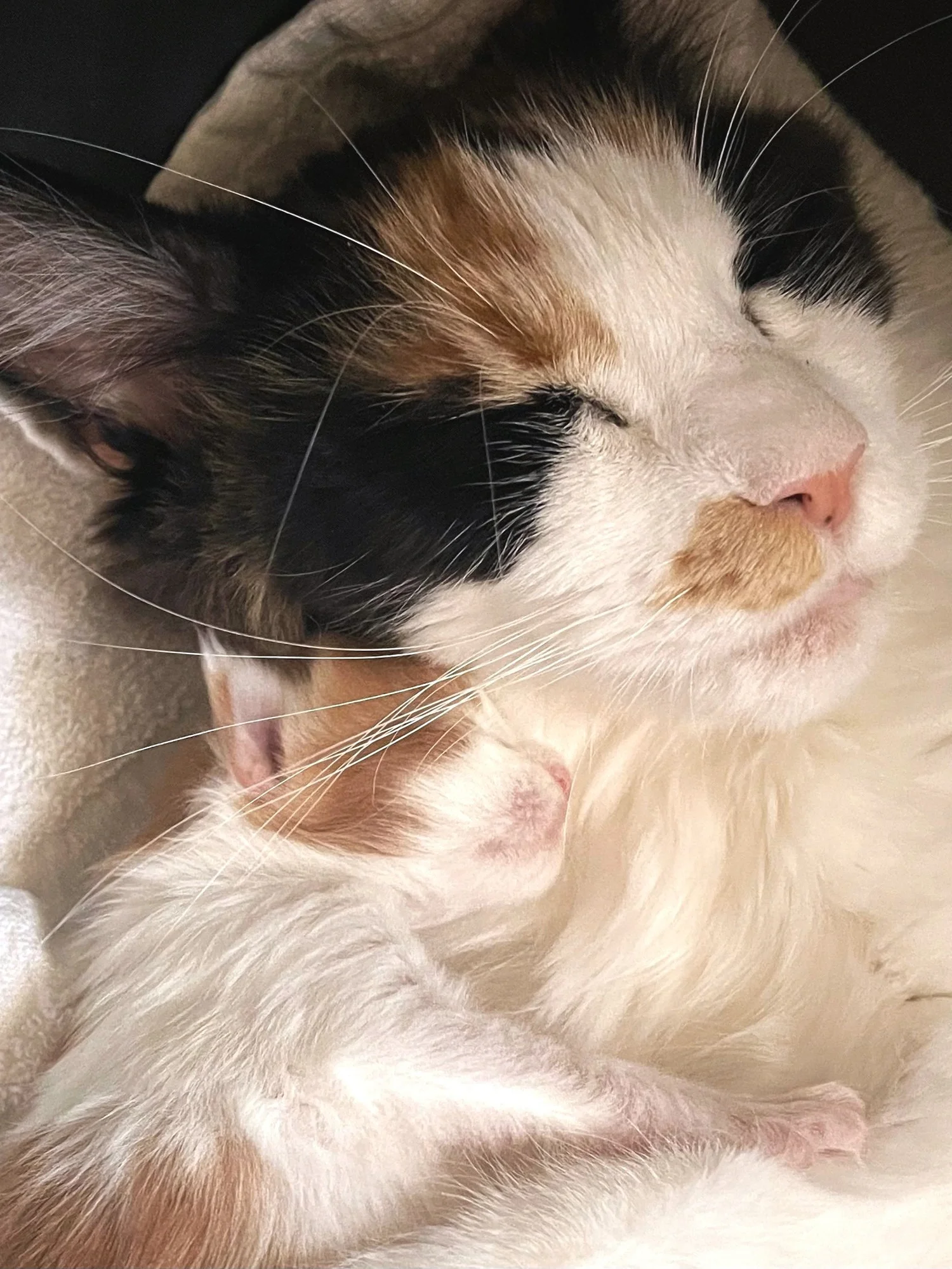 High Country Maine Coons