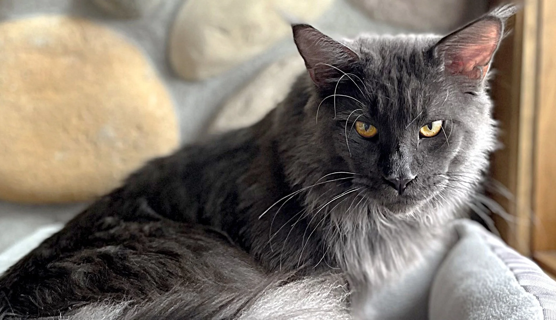 gallery — High Country Maine Coons