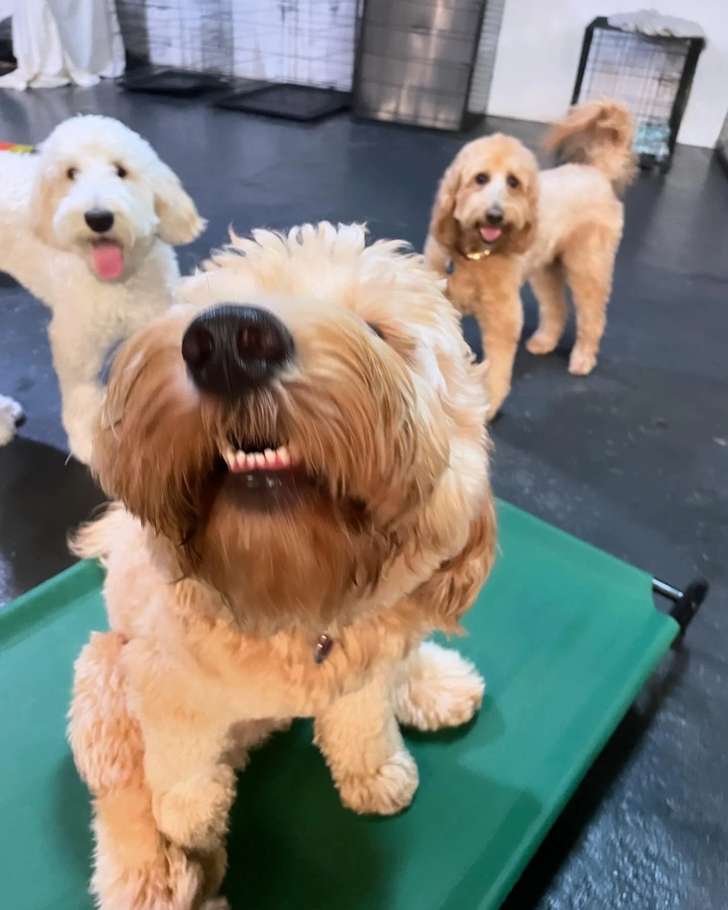 Contact — Adventure Awaits Dog Daycare